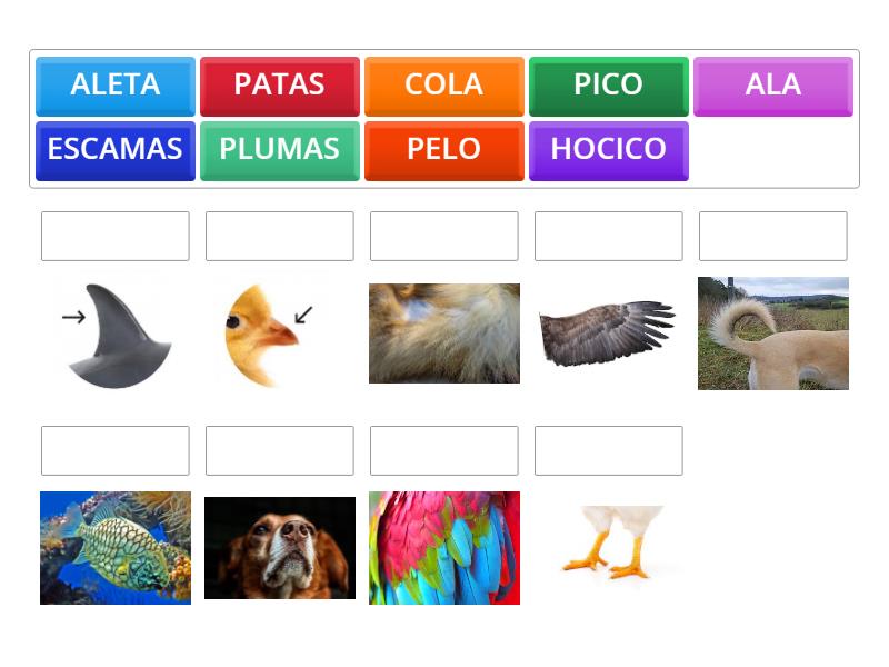 LAS PARTES DE LOS ANIMALES - Match up