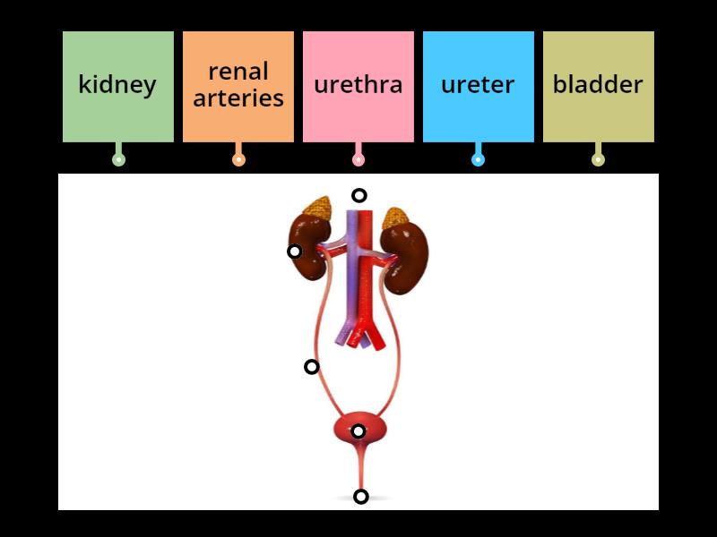 Excretory System chart - Labelled diagram