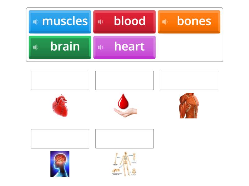 GG3 Unit 5.5 The body Match - Match up