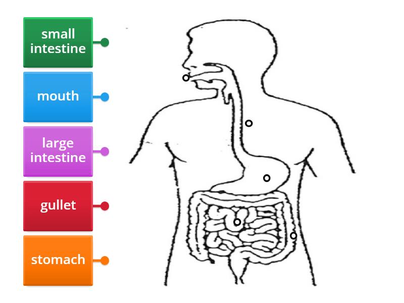 P4 Digestive system (label) - Labelled diagram
