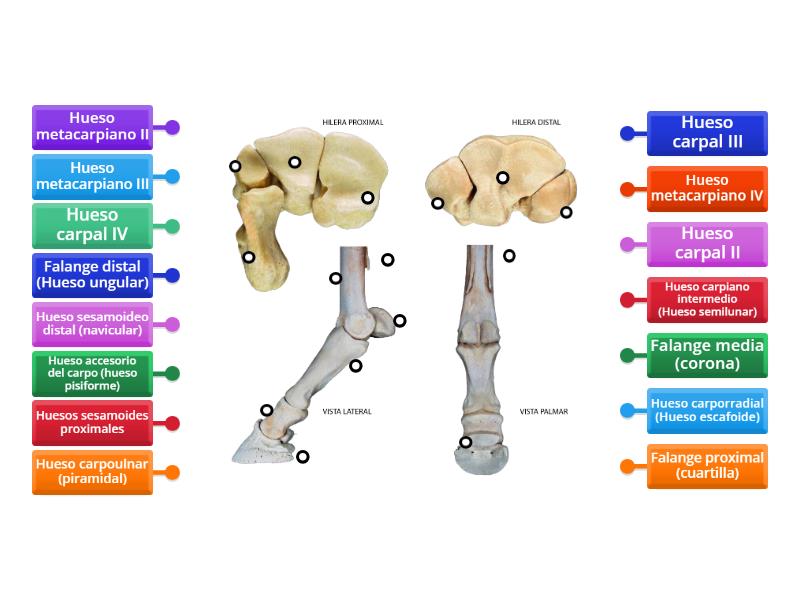 CARPOS, METACARPOS Y FALANGES EQ - Labelled diagram