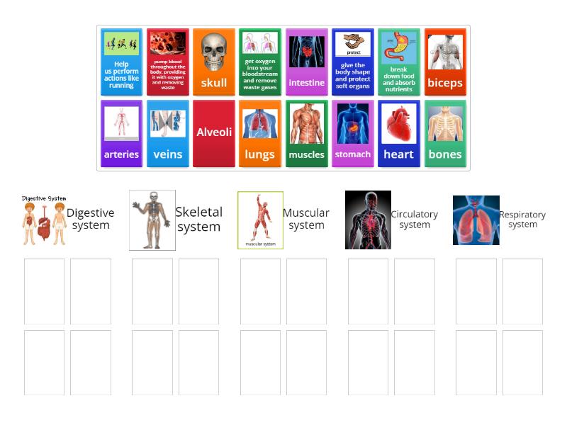 Digestive, Skeletal, circulatory, respiratory, and muscular system - Group sort