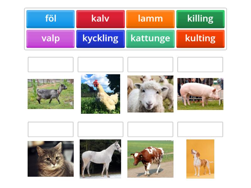 Djurens ungar - Match up