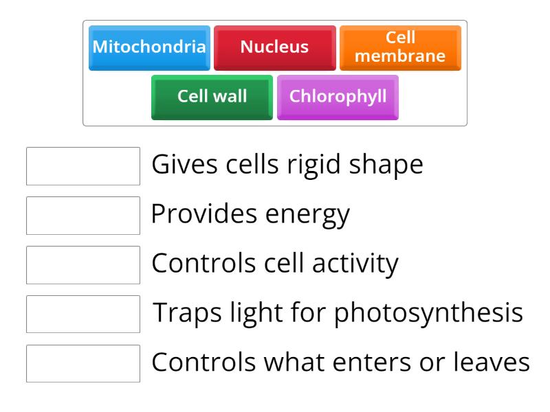 CELLS - Match up