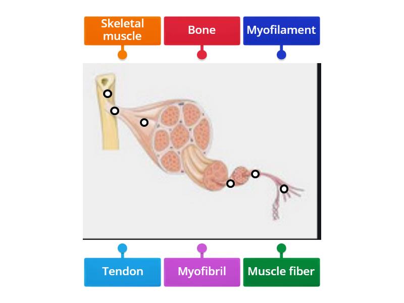 Structure of Skeletal Muscle - Labelled diagram