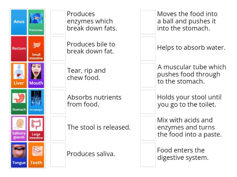 Digestive system - Match up