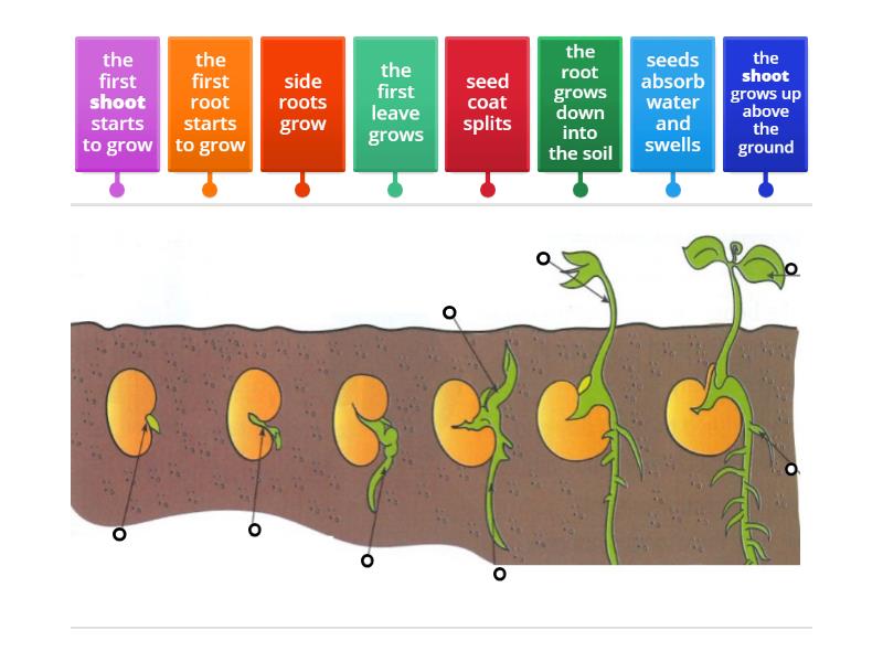 seed germination - Diagrama con etiquetas