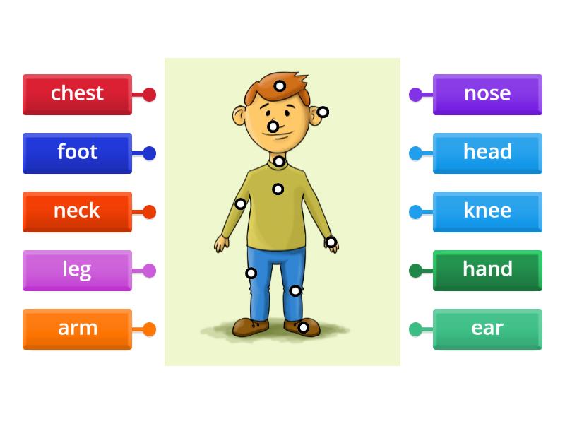 Human body Interactive - Labelled diagram