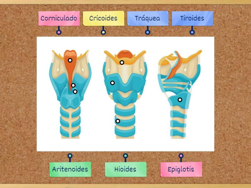 Cartílagos de la laringe - Labelled diagram
