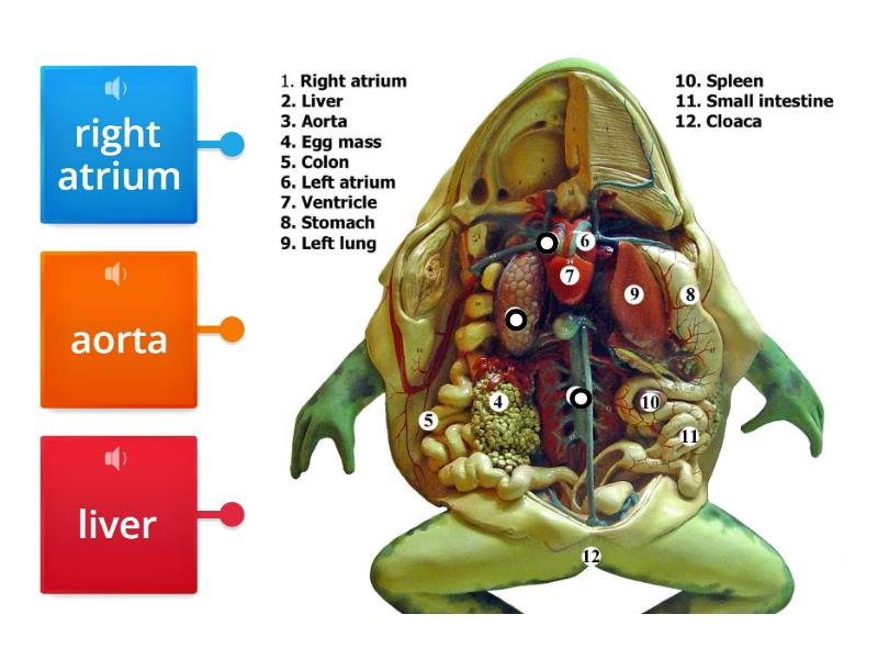 Parts of a frog - Labelled diagram