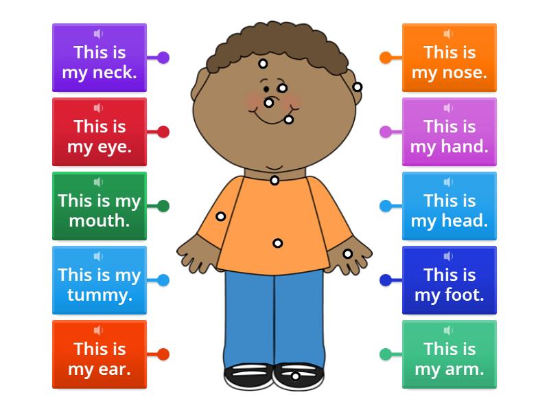 Parts of the body - Labelled diagram