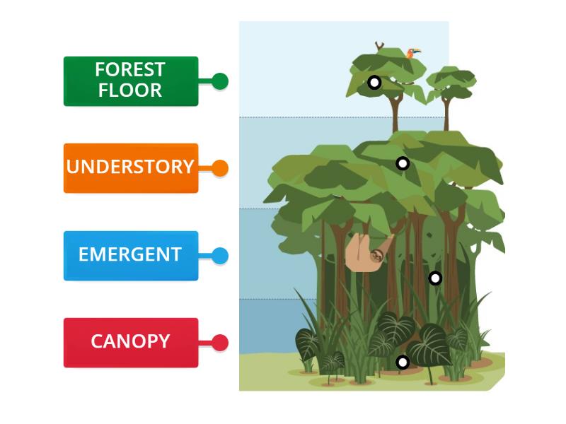 FIND THE LAYERS OF THE RAINFOREST - Labelled diagram