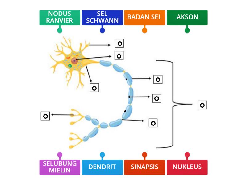 QUIZ A : SEL SARAF (NEURON) - Diagram berlabel