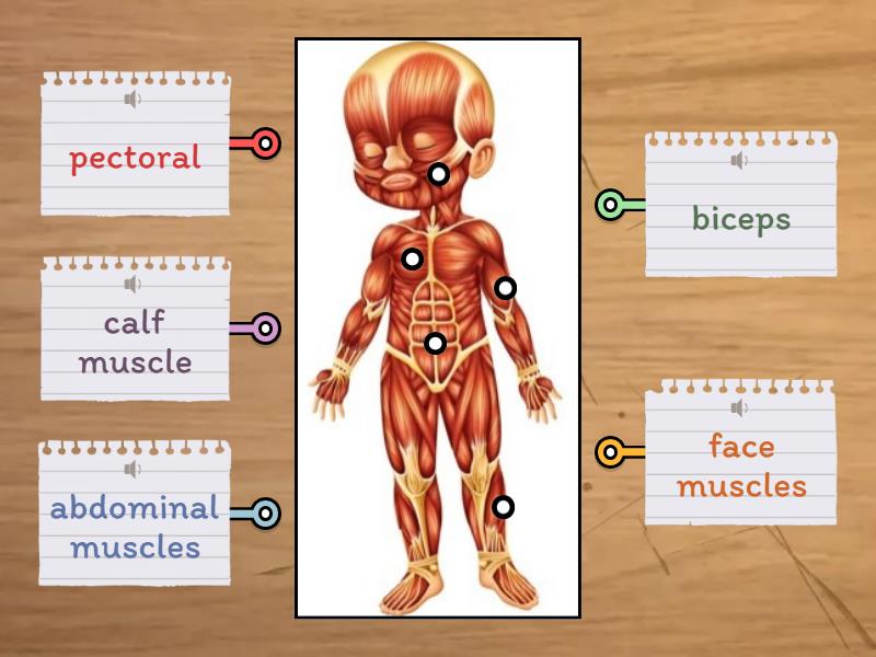 Diagrama muscles II - Labelled diagram