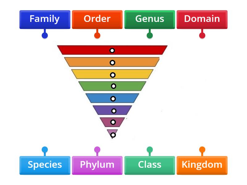 Classification Order - Labelled diagram