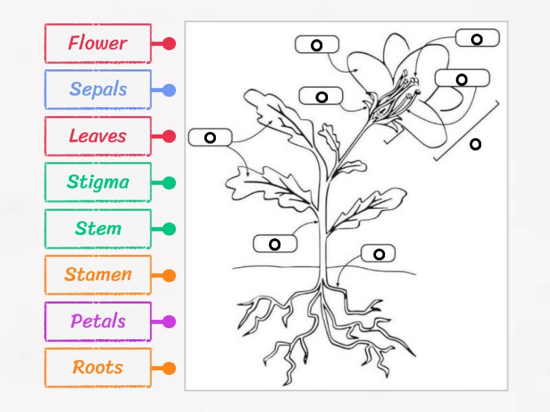 Parts of a plant - Labelled diagram