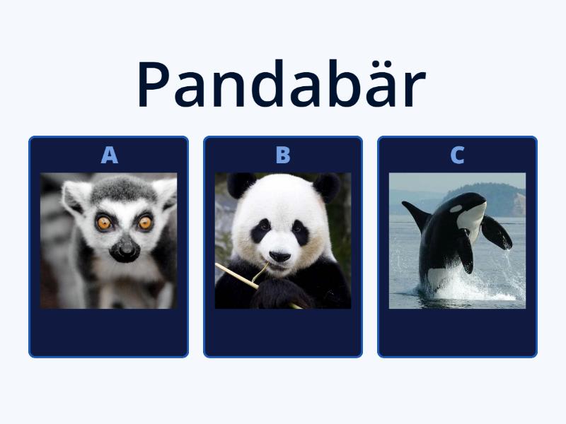 Herr Panda und seine Freunde - Quiz