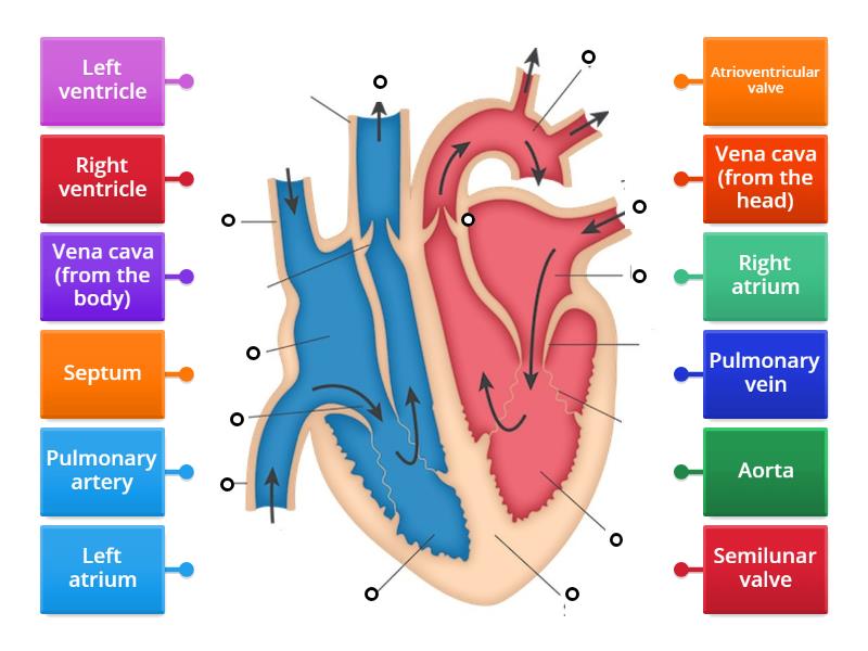Label the Heart - Labelled diagram