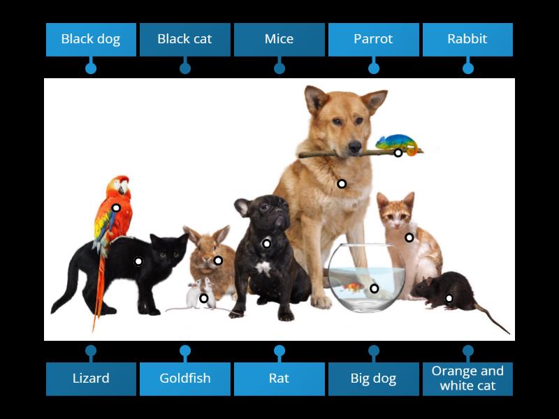 Label the pets - Labelled diagram