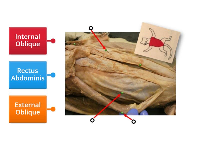 CAT 3 - Labelled diagram