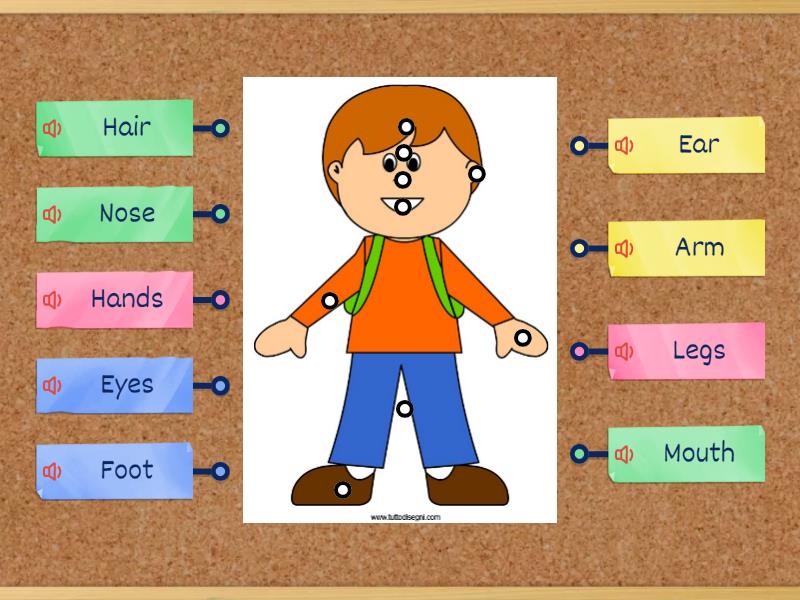 Body parts (Parti del corpo) - Labelled diagram