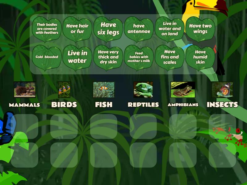 ANIMALS - CHARACTERISTICS - Group sort