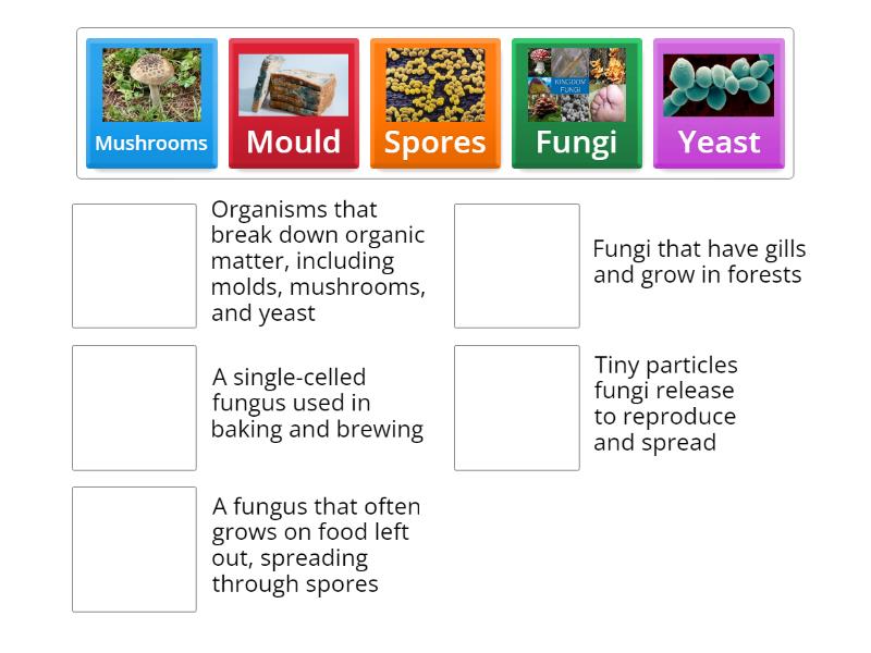 7a Biology Fungi - Match up