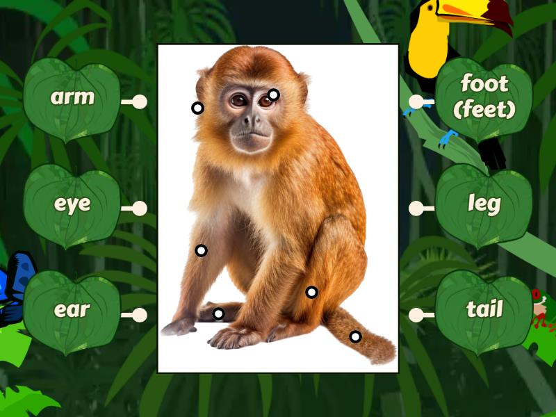 Monkey body parts - Labelled diagram