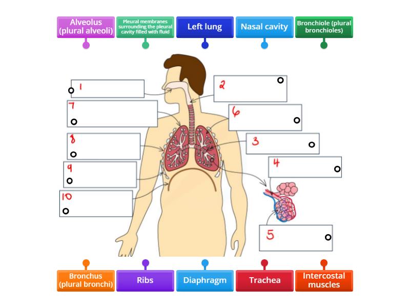 Thorax - Labelled diagram