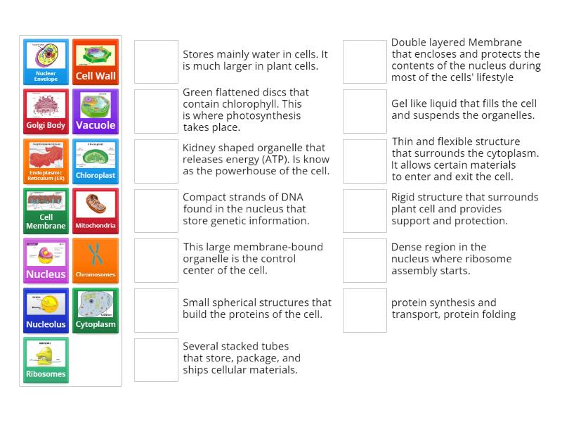 Cell Organelle - Function - LE - Match up