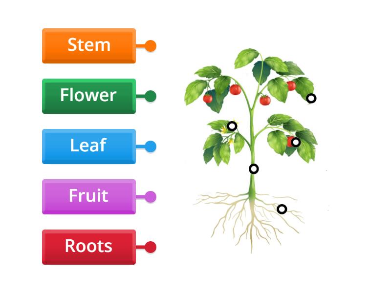 Match - Parts of a plant - Labelled diagram