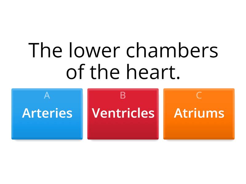 Circulatory system - Quiz
