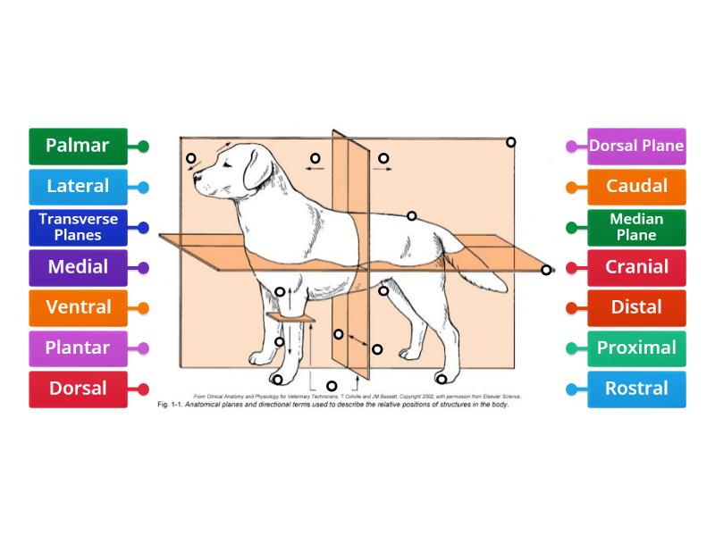 Dog body planes - Labelled diagram