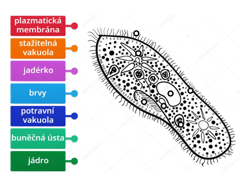 Trepka - Labelled diagram