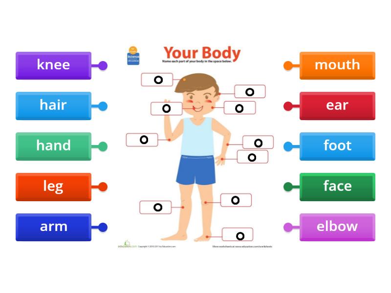 Starters - Body parts (Diagram) - Labelled diagram