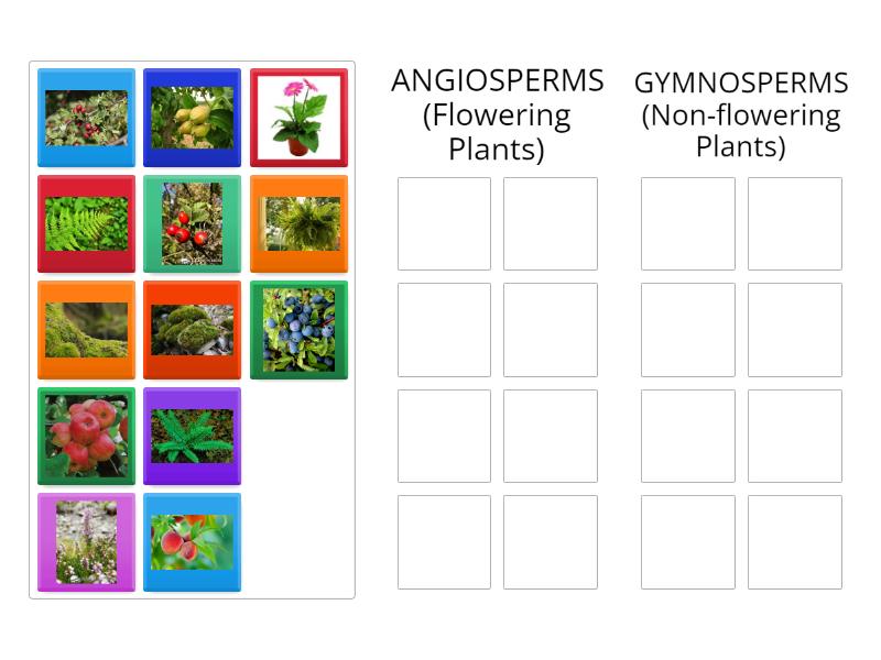 Flowering & Non-flowering Plants - Group sort