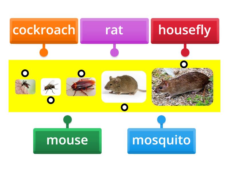 Pests and Rodents at Home - Labelled diagram