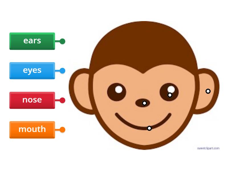 Monkey's Face Parts - Labelled diagram