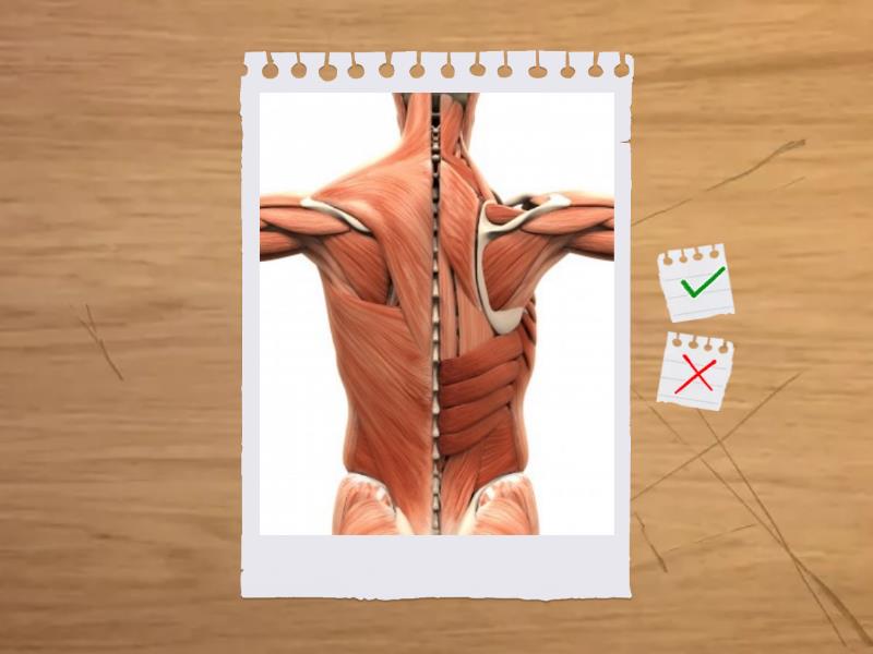 Unit 8B Body Parts - Flash cards