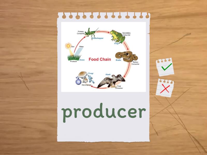 Food chains, food webs and energy transfers - Flashcards