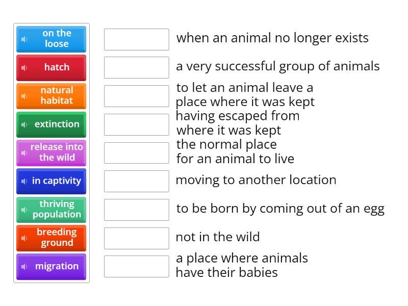 Focus 4 Word Store 8C/Animals - Associação