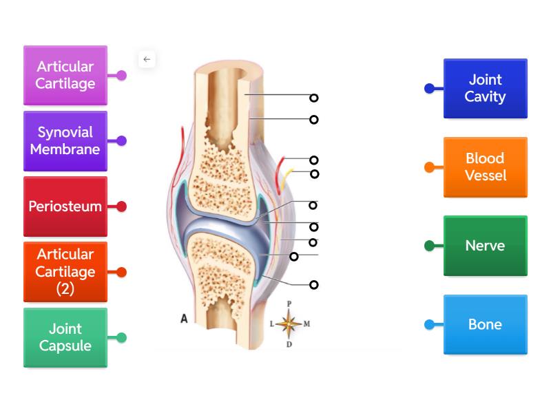 Synovial Joint - Labelled diagram