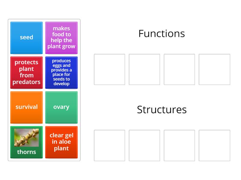 G4 Science: Functions - Group sort
