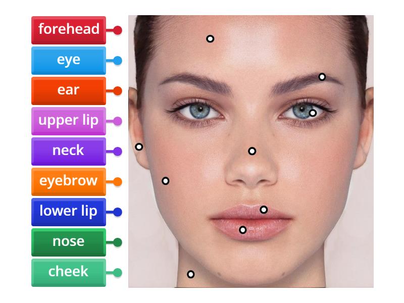 Parts of the face - Labelled diagram