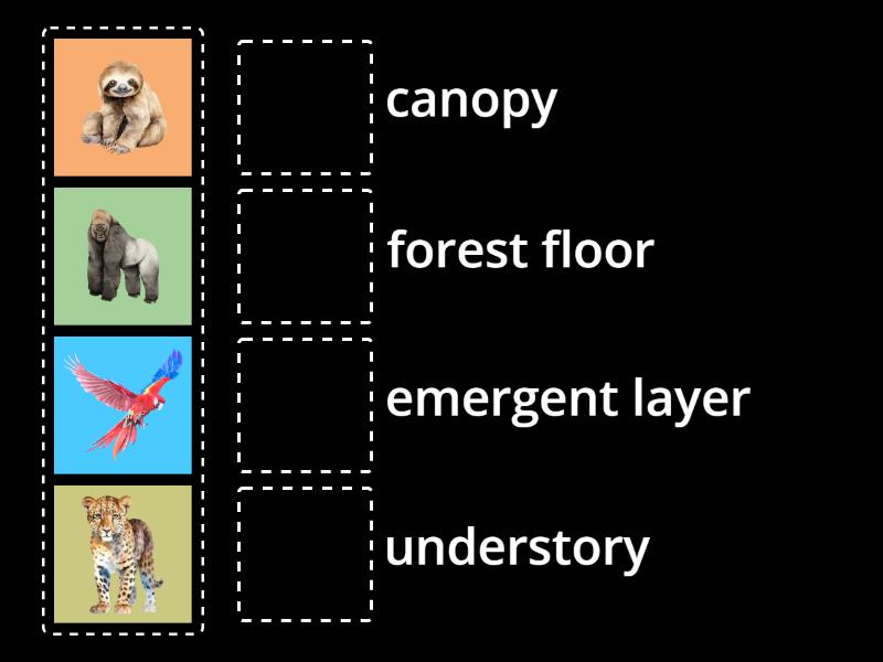 rainforest levels - Match up