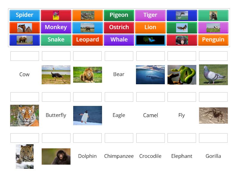 B1.1 - UNIT 9 - ANIMALS VOCABULARY - Une las parejas