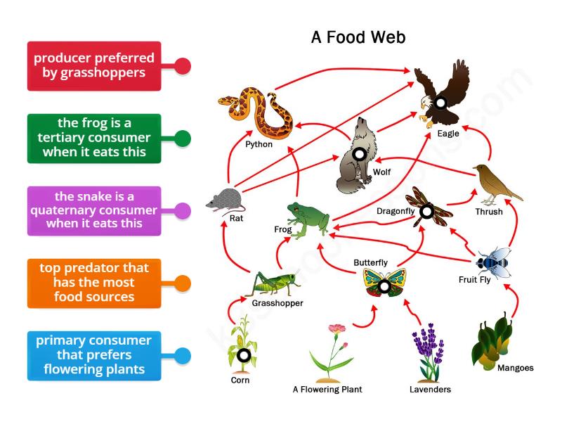 Food Web Practice - Labelled diagram