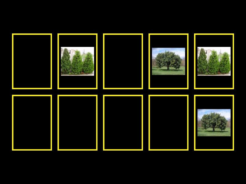 Trees in the school - Matching pairs