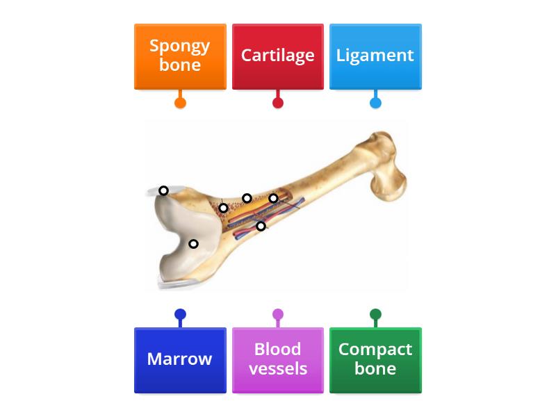 Label the Bone Game MMW - Labelled diagram