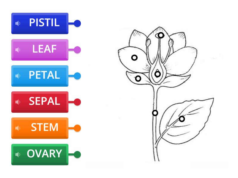 parts of the flower - Diagrama con etiquetas
